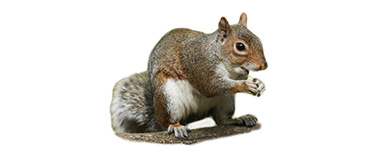 Pest Library – Pest Control By Bowco Labs