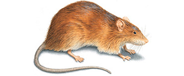 Types Of Rodents – Pest Control By Bowco Labs
