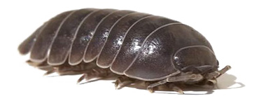 Pest Library – Pest Control By Bowco Labs