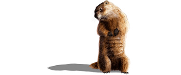 Types Of Rodents – Pest Control By Bowco Labs