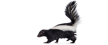 Pest Library – Pest Control By Bowco Labs